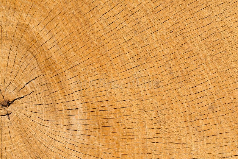 Old Cut Oak Tree Wood Texture Backdround Stock Image - Image of ...