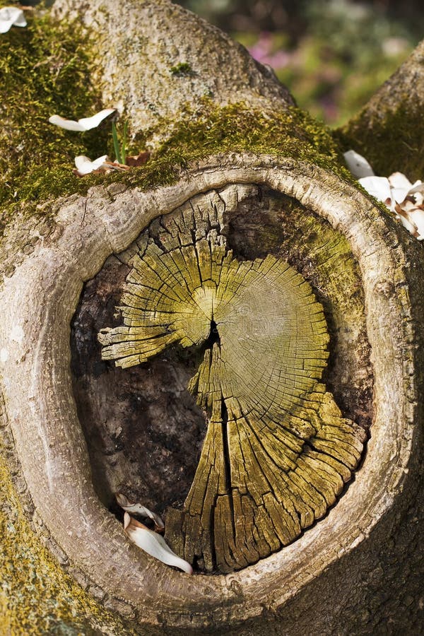 Old cut of a tree branch stock photo. Image of cross - 26900544