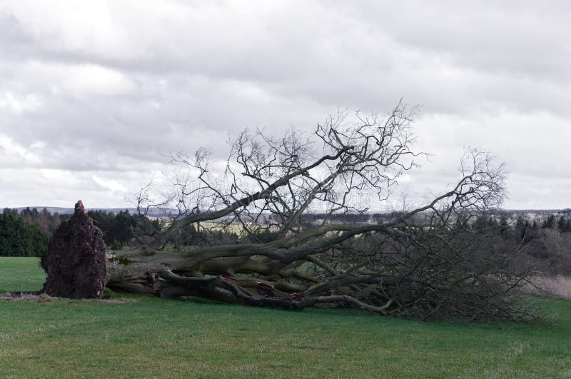 Old Cut Tree Falling on the Green Grass in the Park Under White Cloudy ...
