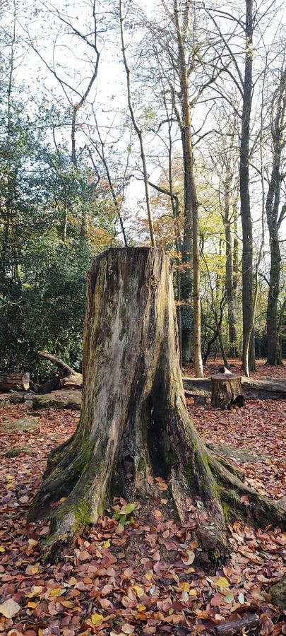 Old Cut Tree Trunk in the Forest with Dried Leaves on the Ground Stock ...