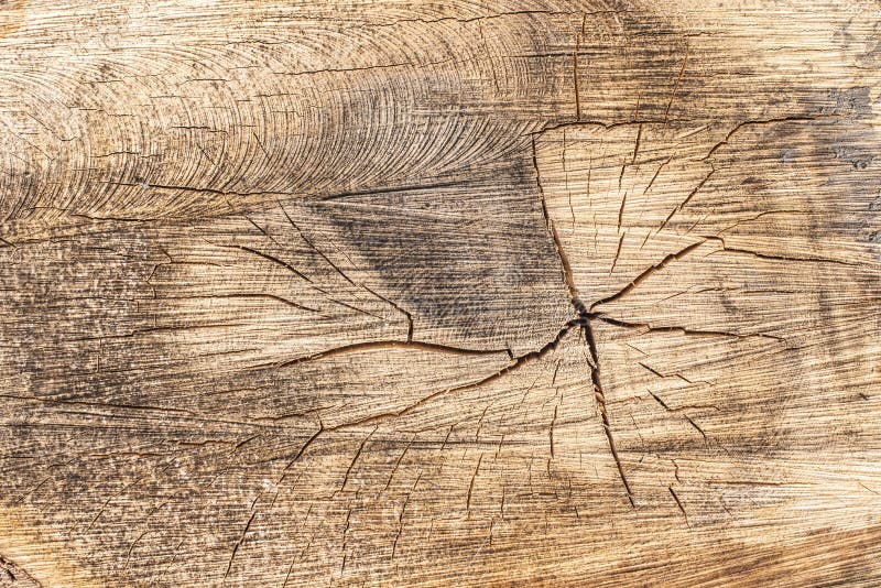 Old Cut Tree Trunk with Nice Grain Stock Photo - Image of handicraft ...