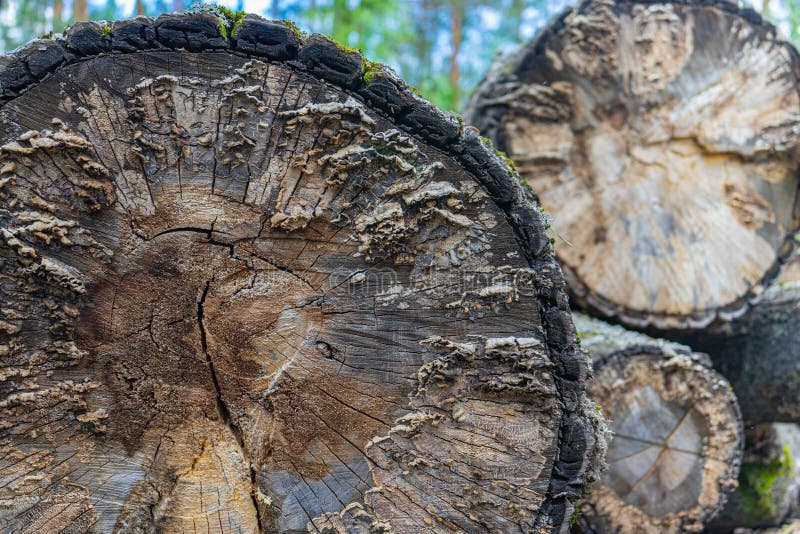 Old Cut Tree Trunks are Covered with Moss and Lichen Stock Photo ...