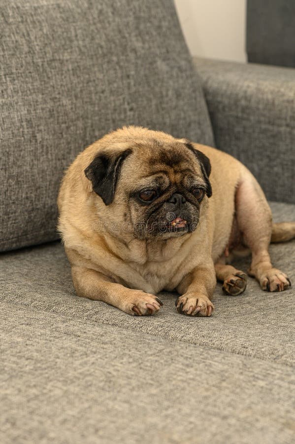 Old Cute Pug Home Filming 8 Stock Photo - Image of mammal, breed: 293989944