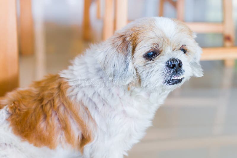 Old Cute Shish Tzu Dog Stock Photos - Free & Royalty-Free Stock Photos ...