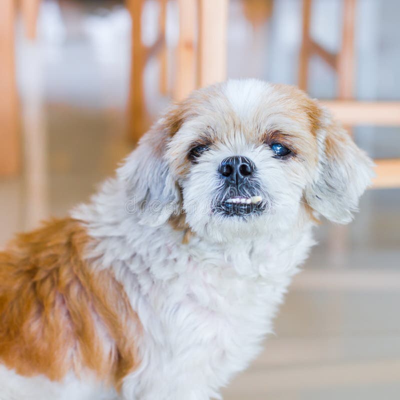 Old Cute Shish Tzu Dog Stock Photos - Free & Royalty-Free Stock Photos ...
