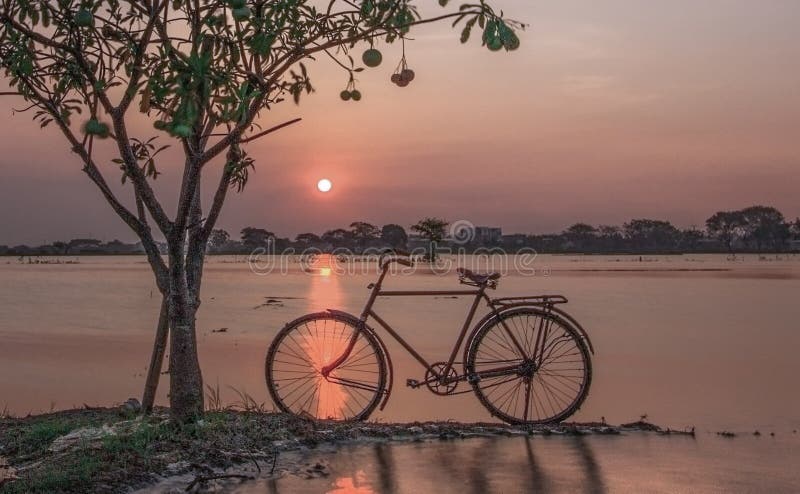 Tree and cycle stock photo. Image of sunset, weather - 139172714