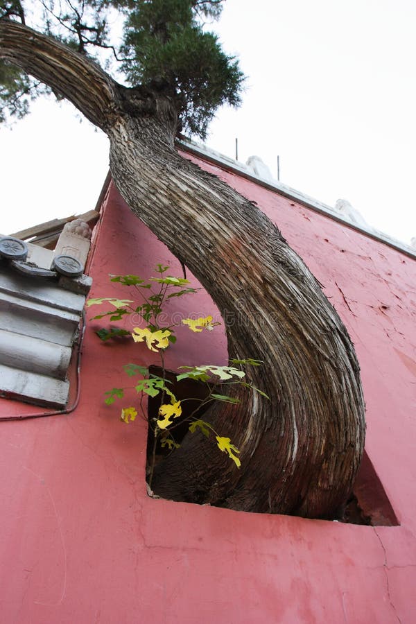 Old cypress tree stock photo. Image of building, growth - 24130226