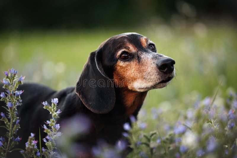 Old Dachshund Dog Portrait Outdoors in Summer Stock Image - Image of ...