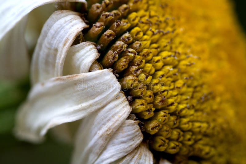 An old daisy-wheel stock image. Image of life, vegetable - 2292875