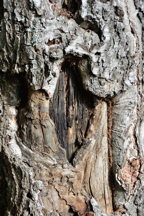 Damaged Birch Tree Bark Close-up Stock Photo - Image of branch, lumber ...