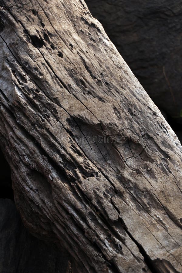 Old Damaged Black Wood Log in Close Up Stock Image - Image of grain ...