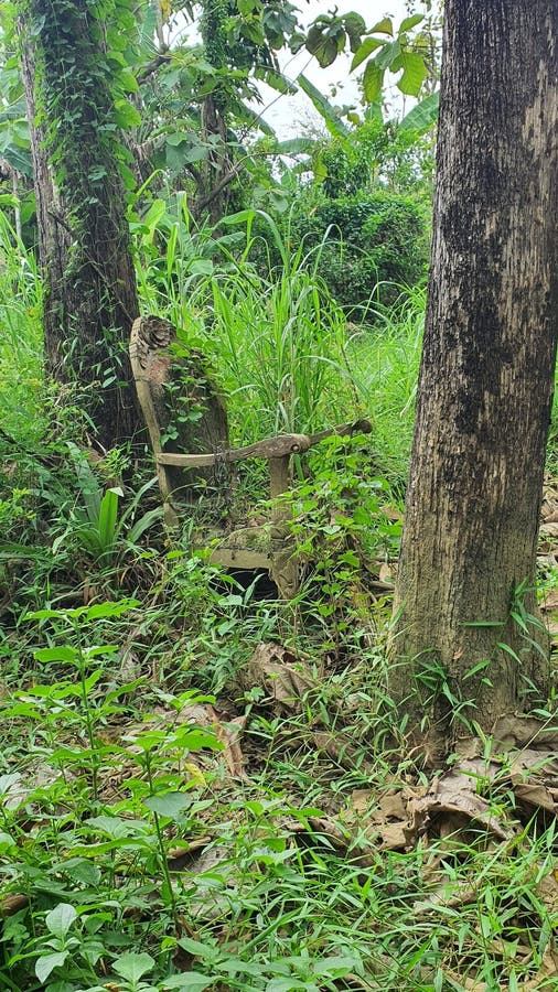 An Old Damaged Chair with the Tree Stock Photo - Image of tree, nature ...