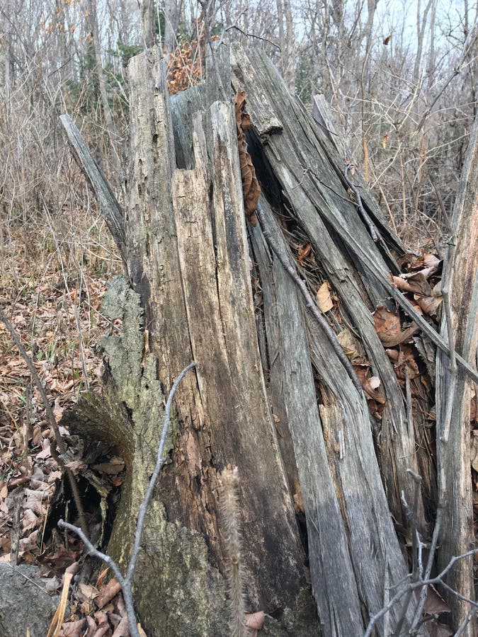 Old Damaged Tree. Autumn Forest. Stock Image - Image of nature, trees ...