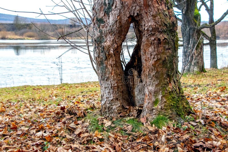 An Old Damaged Tree with a Large Hole in the Trunk in the Fall Near the ...
