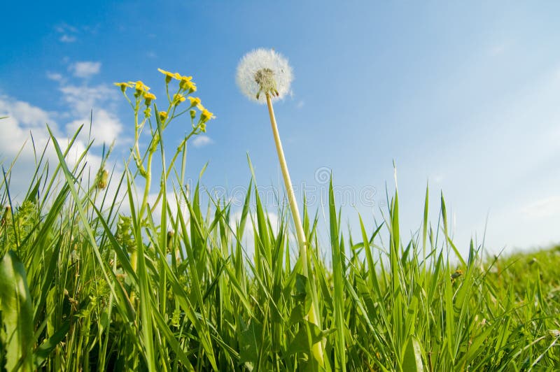 Old dandelion and blue sky stock image. Image of head - 10334375