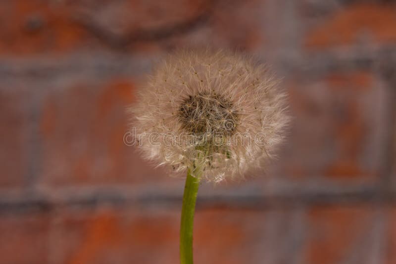 Old Dandelion Flower Bloom with Red Brick Wall Background Stock Photo ...