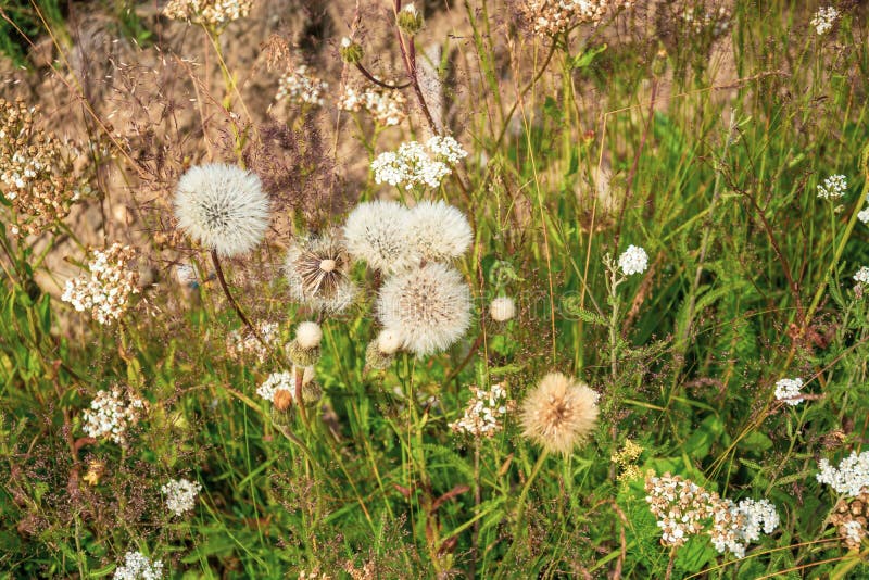 Old Dandelion stock photo. Image of color, field, aging - 179766730