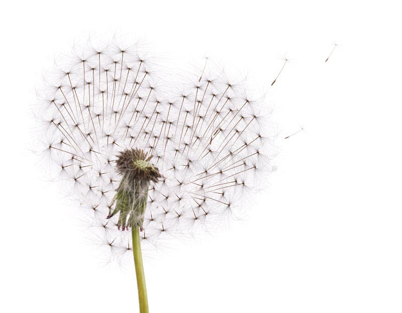 Dandelion stock image. Image of nature, heaven, dandelion - 5214101