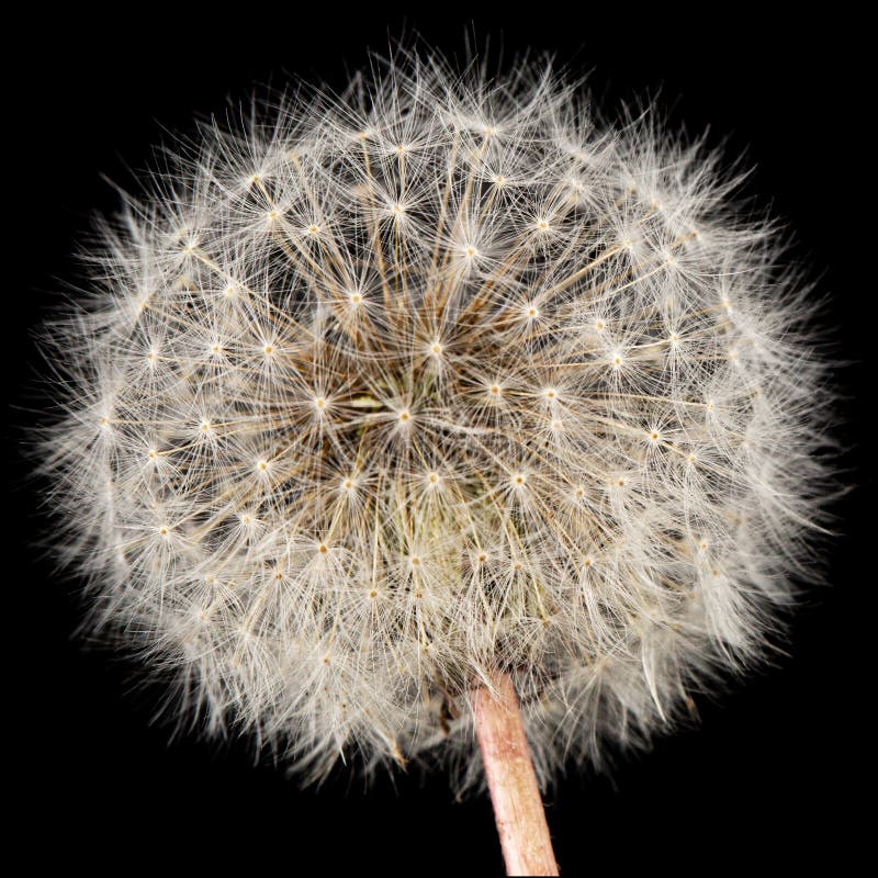 Old Dandelion Isolated on Black Background Stock Photo - Image of ...