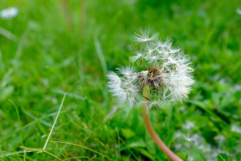 Old dandelion in a garden stock image. Image of flower - 150201627