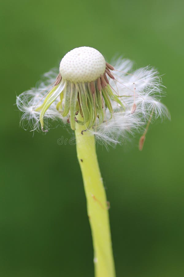 Old dandelion stock image. Image of tufts, dandelion - 56505613