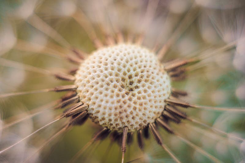 Old dandelions stock image. Image of beauty, pestle, summer - 36134033