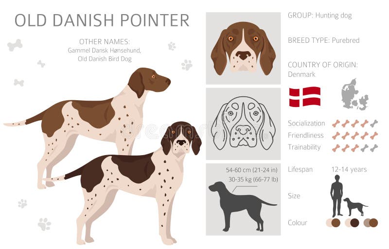 Old Danish Pointer Clipart. Different Poses, Coat Colors Set Stock ...