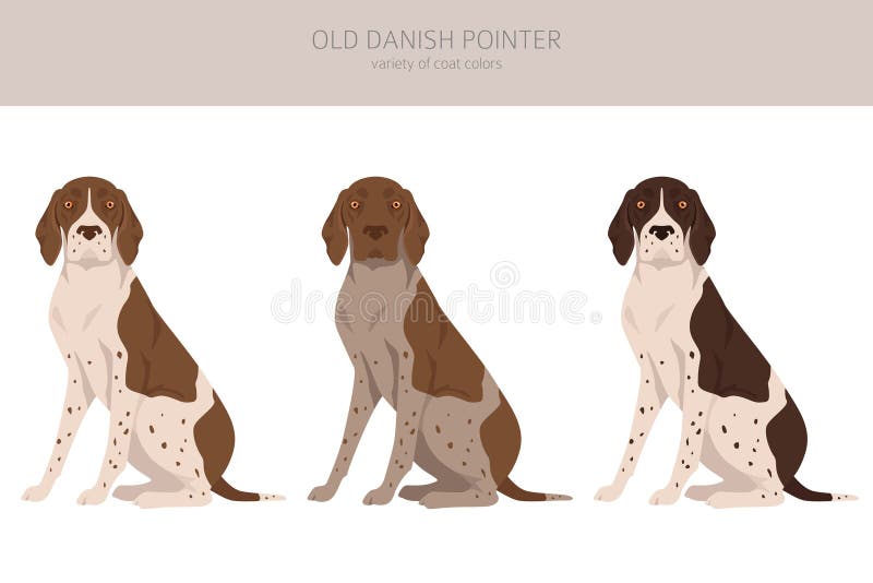 Old Danish Pointer Clipart. Different Poses, Coat Colors Set Stock ...