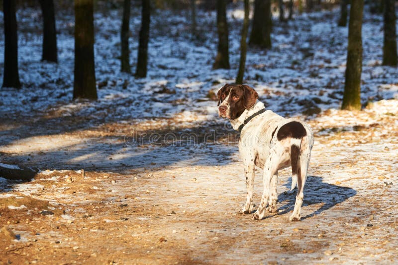 Old Danish Pointer Dog Walking on Path in Forest Stock Image - Image of ...
