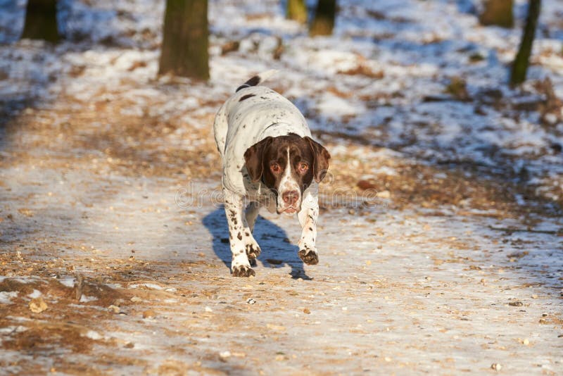 Old Danish Pointer Dog Walking on Path in Forest Stock Image - Image of ...