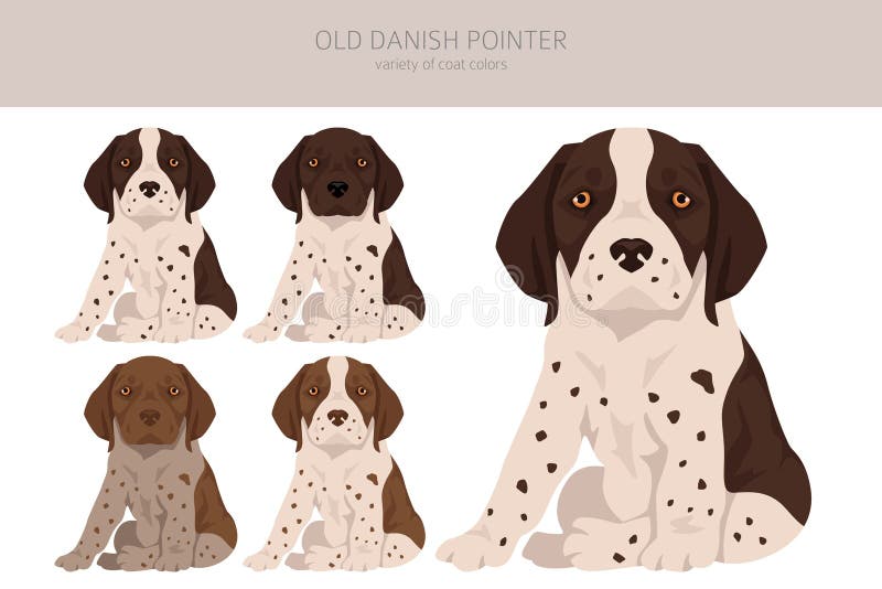 Old Danish Pointer Puppy Clipart. Different Poses, Coat Colors Set ...