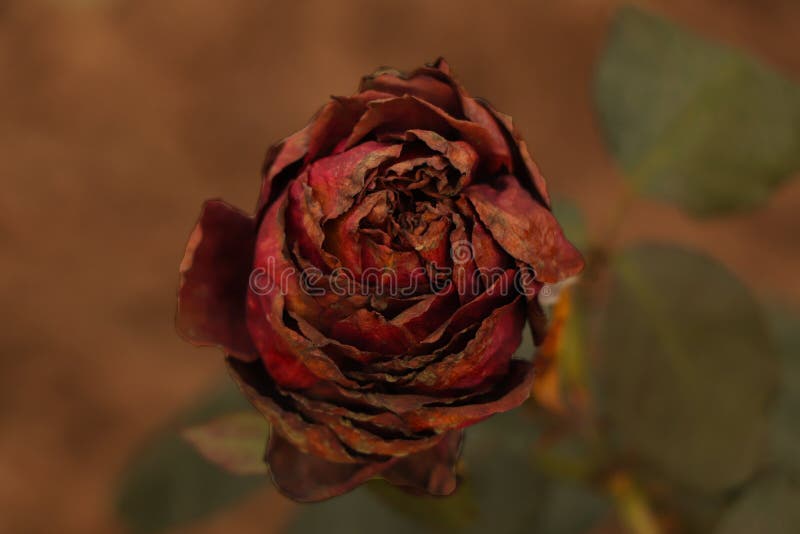 Old dark and dry red rose. stock photo. Image of blooming - 166450904