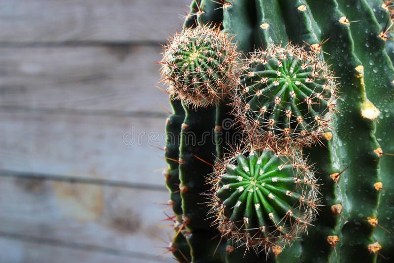 Old Dark Green Cactus with Fresh Young Shoots Stock Photo - Image of ...