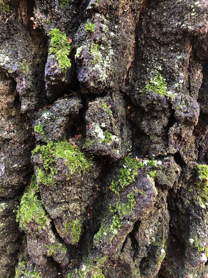 Old Dark Tree Bark, Autumn Cloudy Day, Birch Bark with Green Moss ...