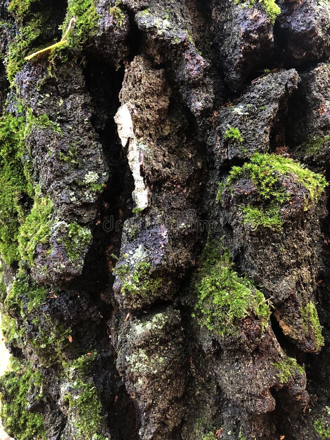 Old Dark Tree Bark, Autumn Cloudy Day, Birch Bark with Green Moss ...