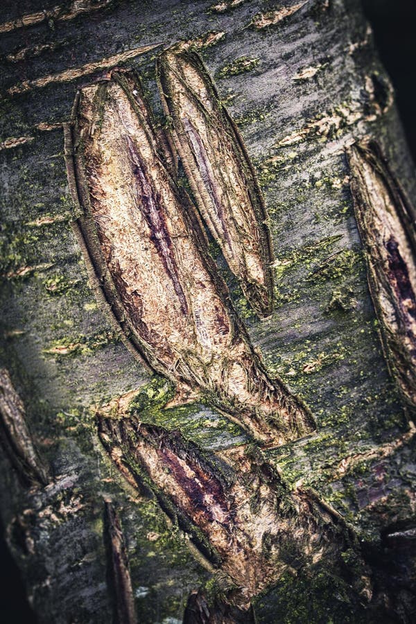 Old Dark Tree Bark with Damage Stock Image - Image of hard, bark: 115756803