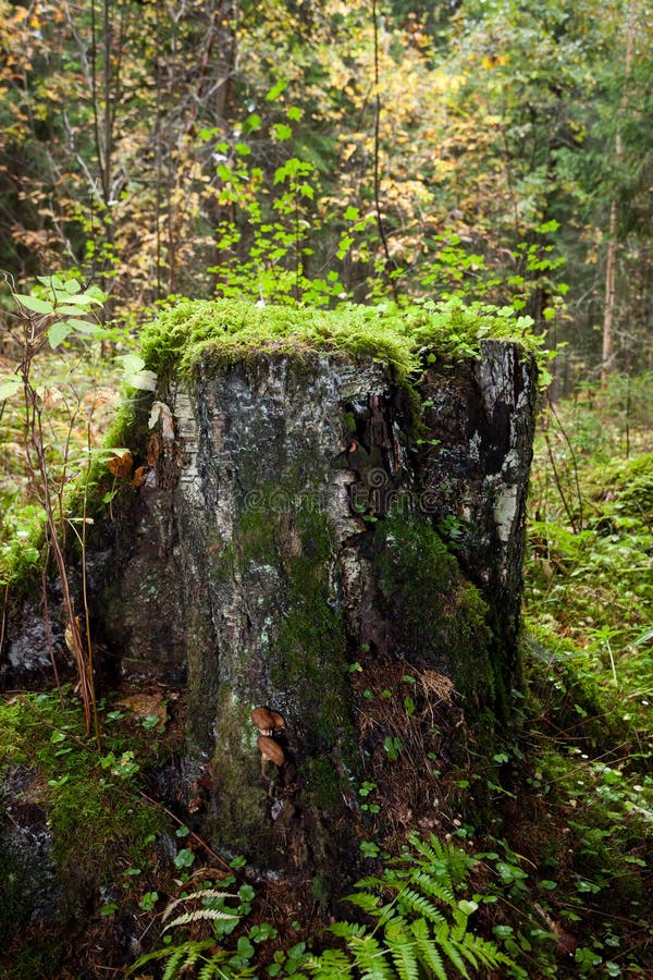Old Dead Birch Tree Stump in the Forest Stock Photo - Image of rotten ...