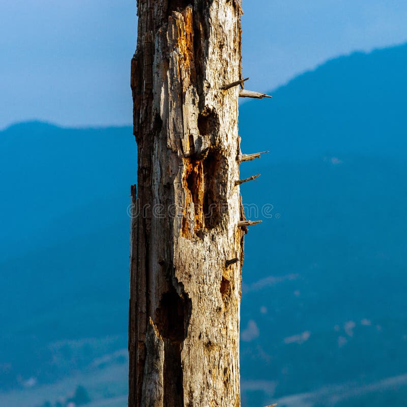 Old Dead Body of the Tree in Mountains Stock Photo - Image of alsace ...