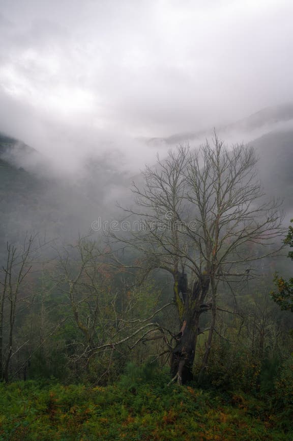 An Old Dead Chestnut Tree in Front of the Mist Covered Mountains Stock ...