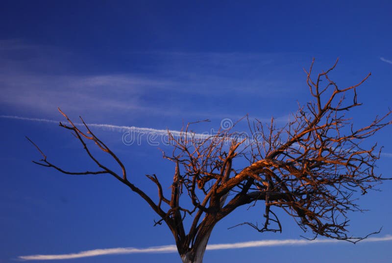 Old Dead Dry Tree with Bare Branches, Close-up Deep Blue Sky with ...