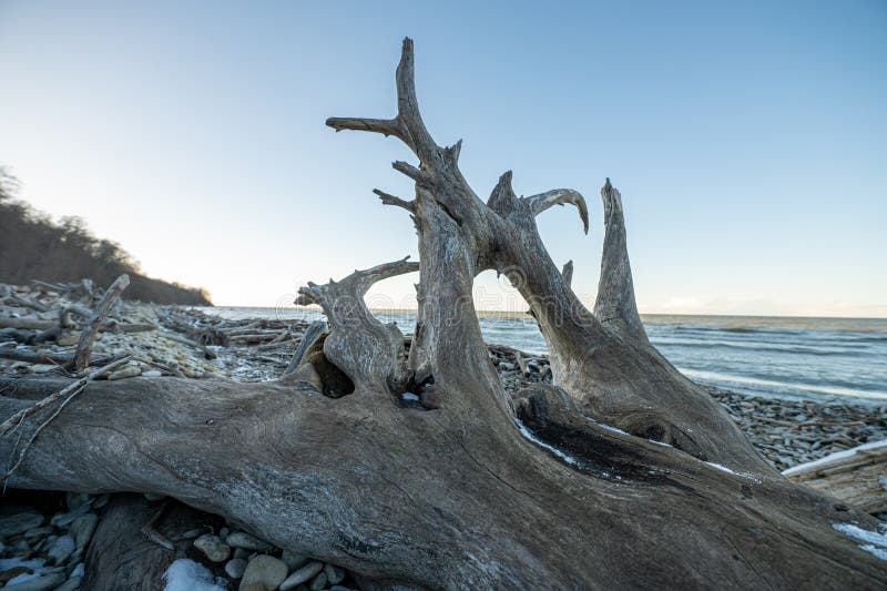 An Old Dead Dry Tree on the Seashore Stock Photo - Image of trees ...