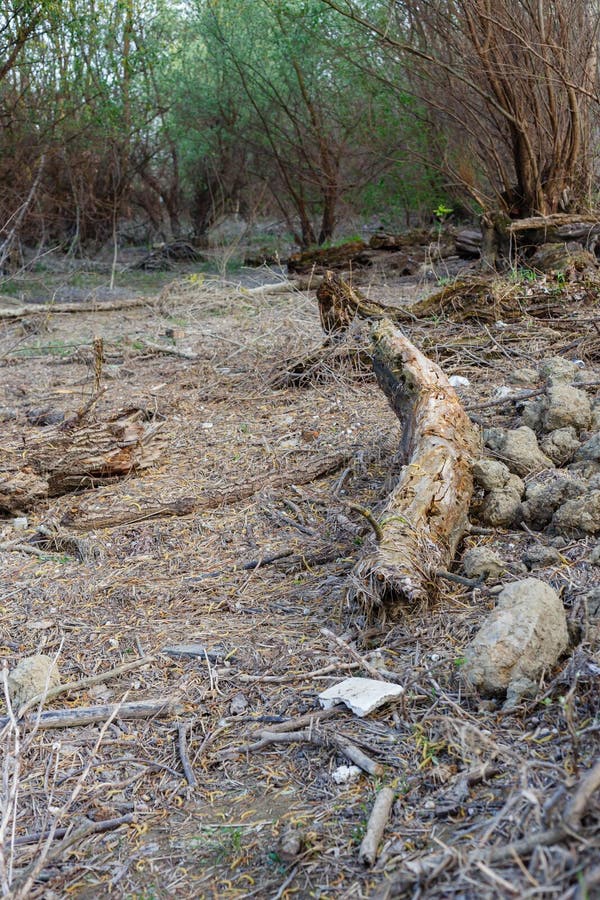 Old Dead Fallen Tree Trunks on the Ground in a Forest Stock Photo ...