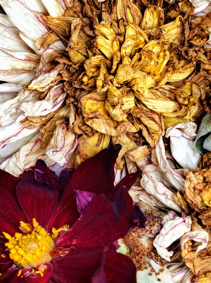 Old dead flowers stock photo. Image of floral, macro - 76866046