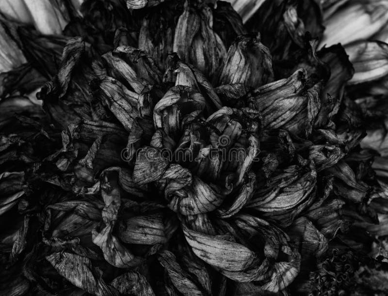 Old dead flowers stock image. Image of beautiful, grunge - 81962373