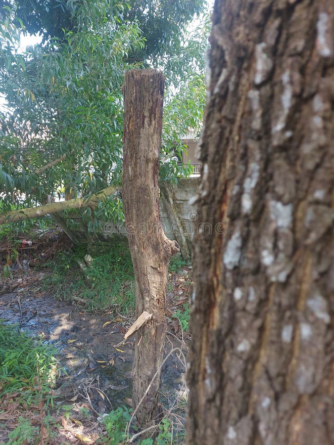 Old Dead and Fragile Tree Kayu Stock Image - Image of kayu, dead: 224595245