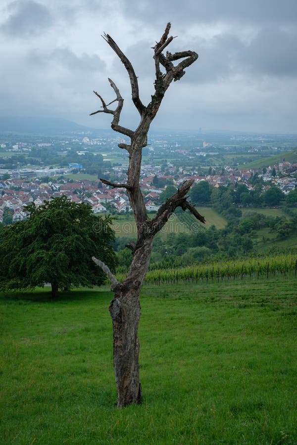 6,018 Dead Fruit Stock Photos - Free & Royalty-Free Stock Photos from ...