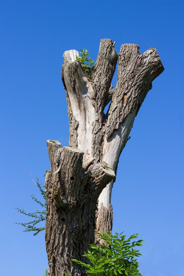 Old dead gray tree stock image. Image of bough, brown - 25432143