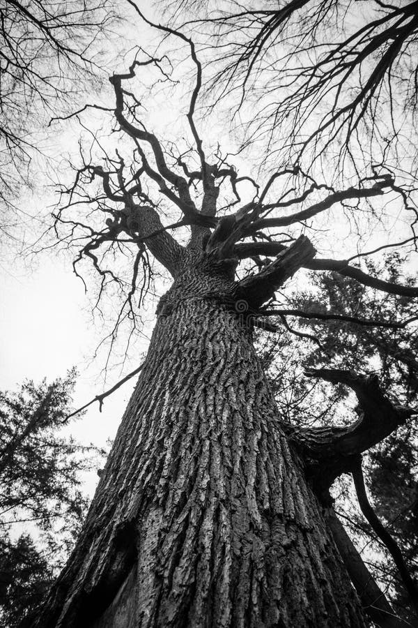 Old Dead Oak Tree Black and White Bony Stock Photo - Image of bony ...