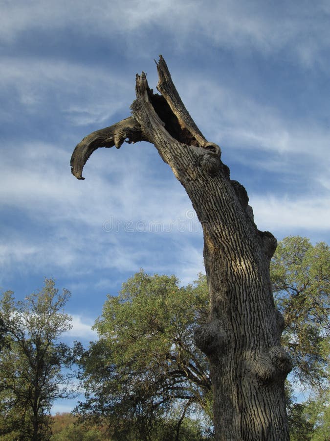 Old Dead Oak Tree stock image. Image of nature, deadoak - 93513455