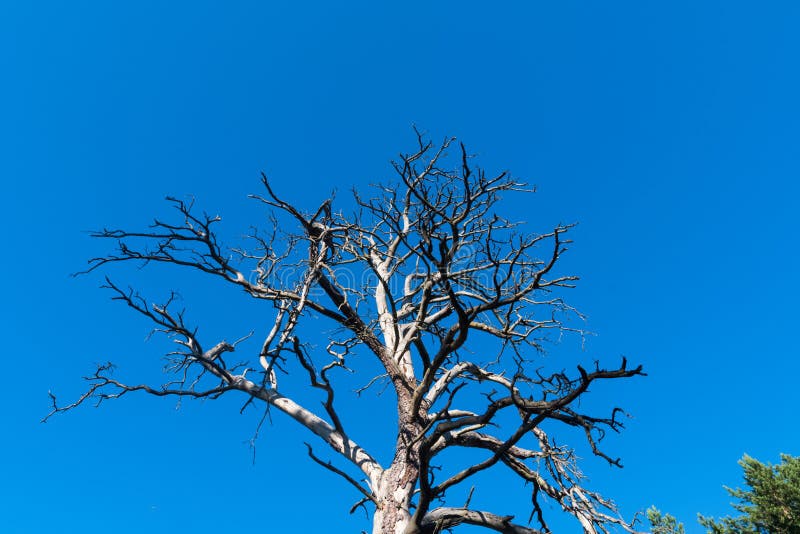 Old dead pine tree stock photo. Image of drought, season - 192928732